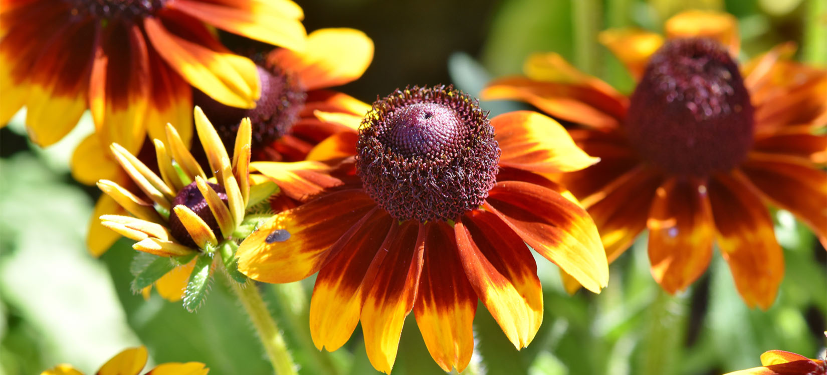 Molzon Landscape Nursery